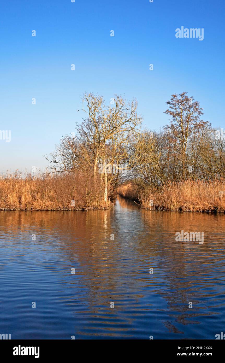 A view of the River Ant in winter with reed beds and drainage dyke on ...