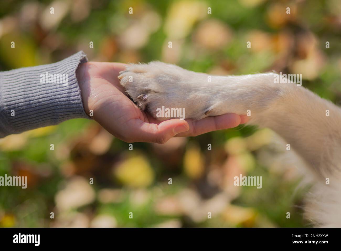 Hand Holding Paw