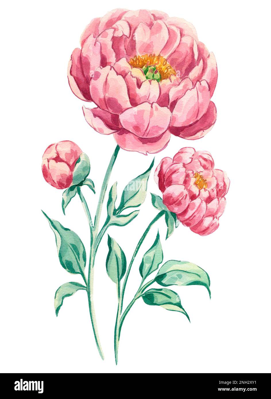 Watercolor illustration depicting a pink peony on a white background ...