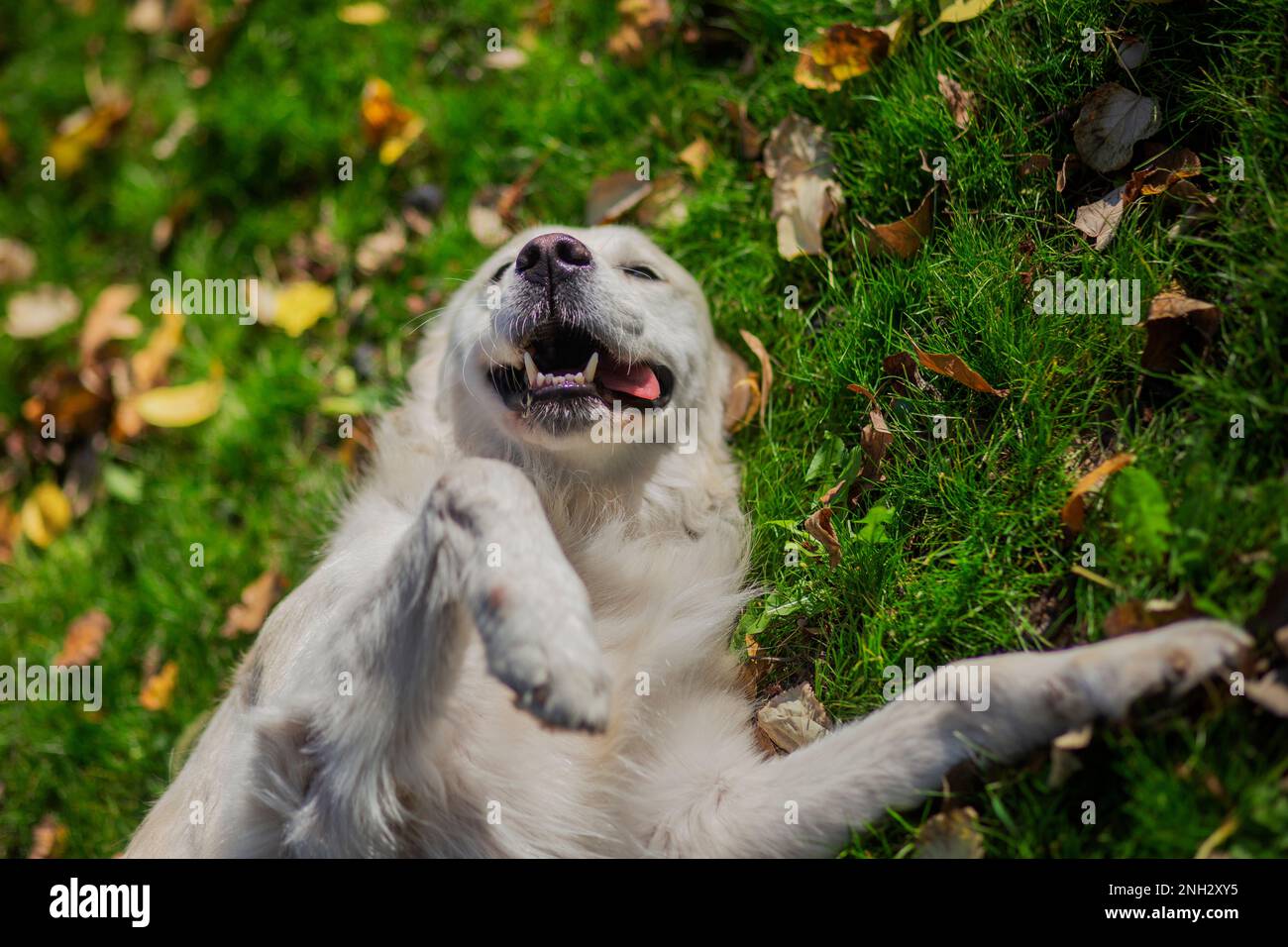 Belgrade, Serbia. November 10th, 2022. Portrait of golden retriever ...