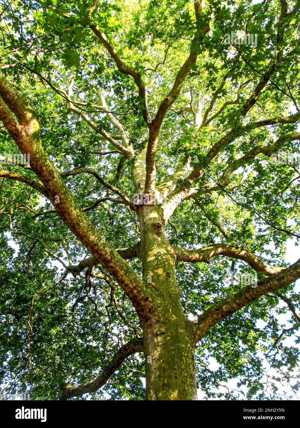 Canopy tree shade hi-res stock photography and images - Alamy