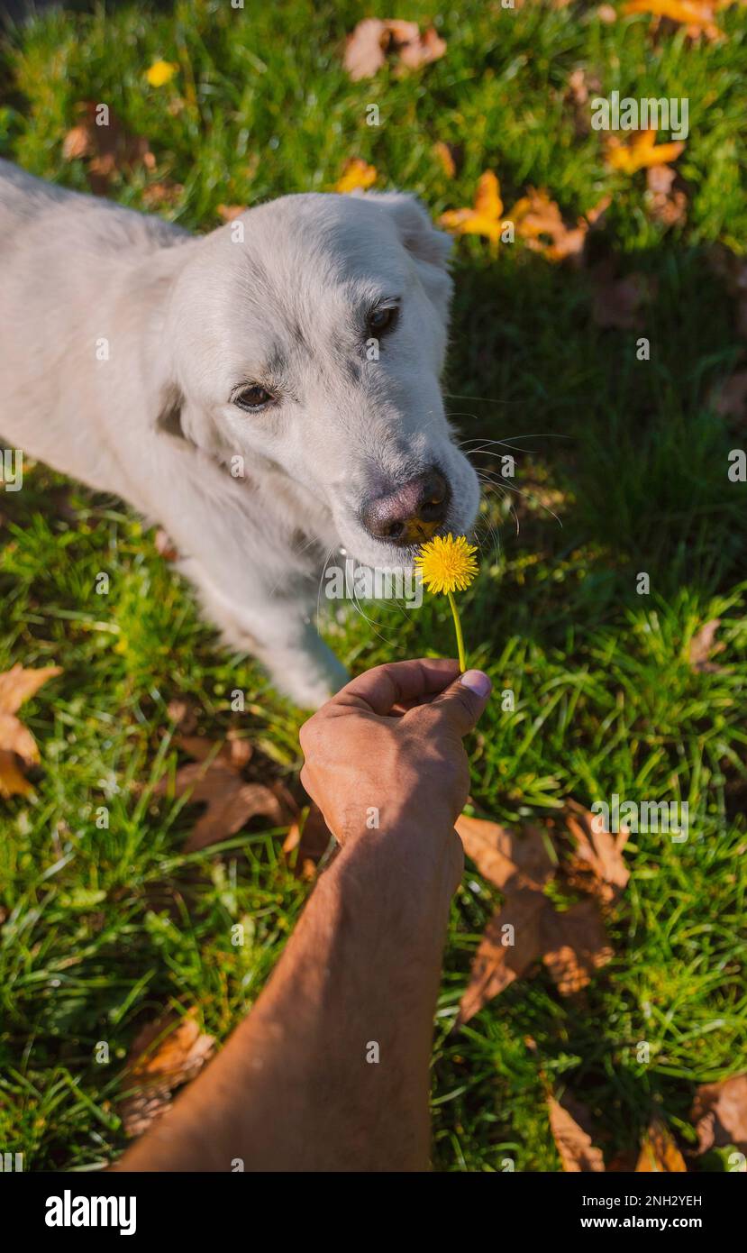 Golden retriever dog park hi-res stock photography and images - Alamy
