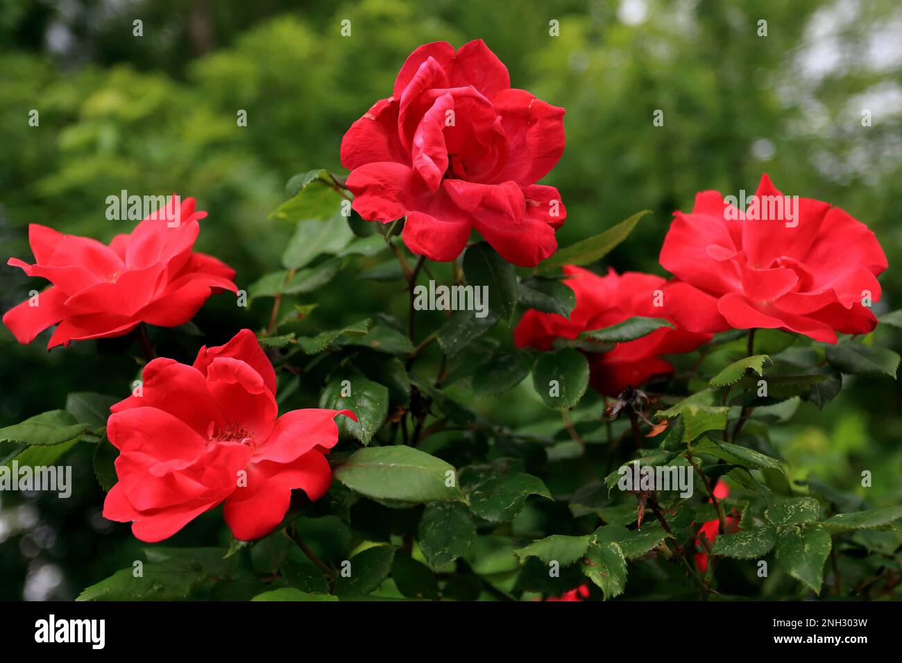 Color of roses hi-res stock photography and images - Alamy
