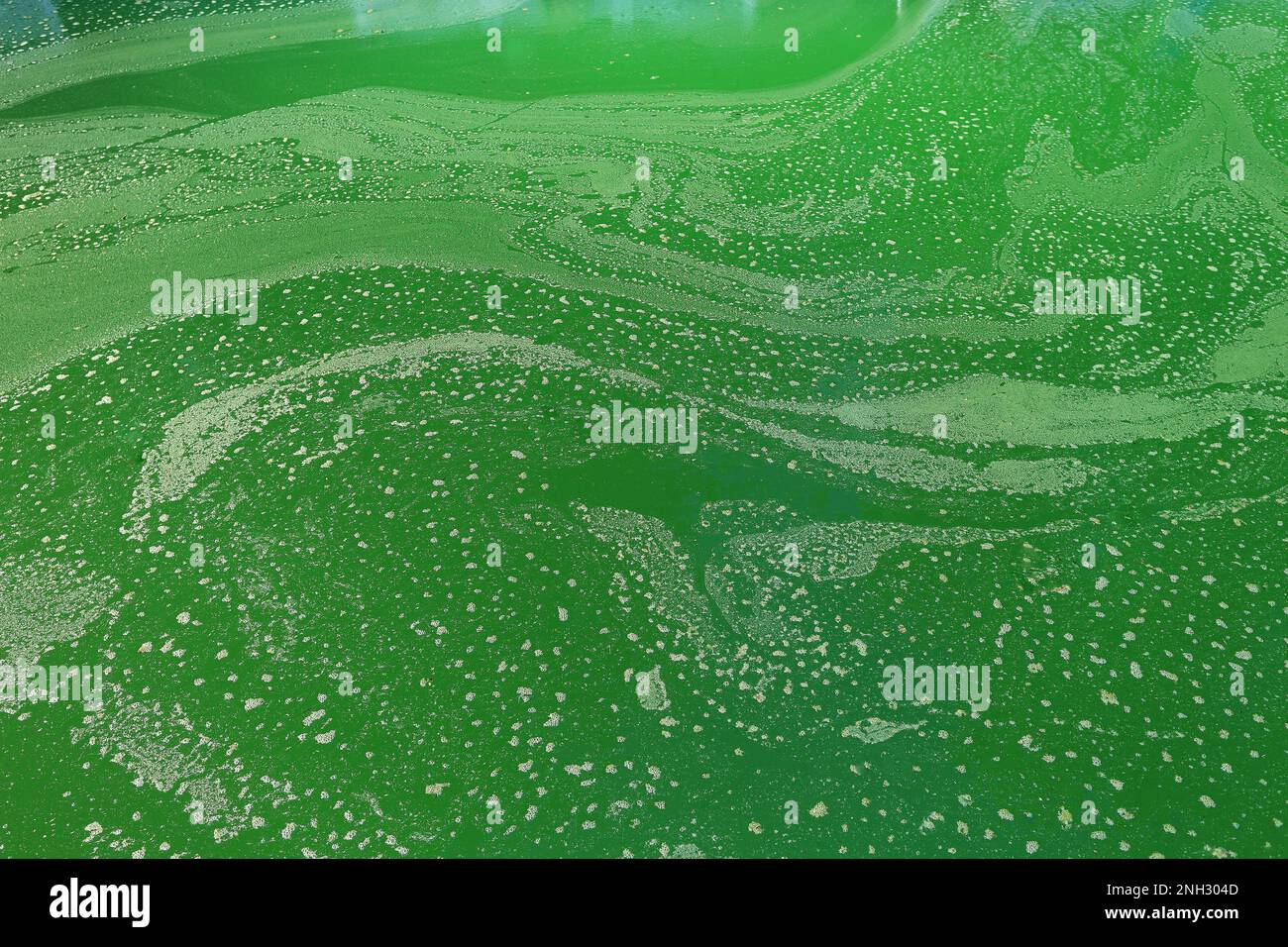 Algae pattern hi-res stock photography and images - Alamy