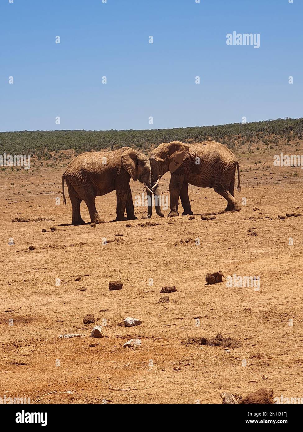 A beautiful shot of two elephants with their trunks touching in the ...