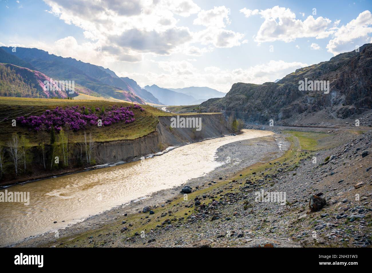 Mountain landscapes with Chui river and spring blooming of pink flowers ...