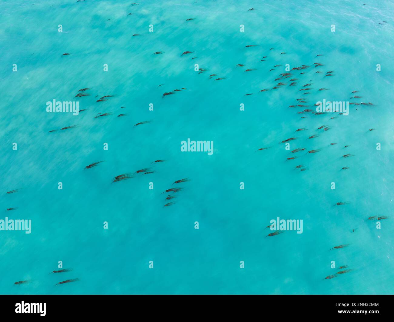 Seen from the air, bull kelp grows in the nutrient-rich Pacific Ocean, off the scenic southern ...