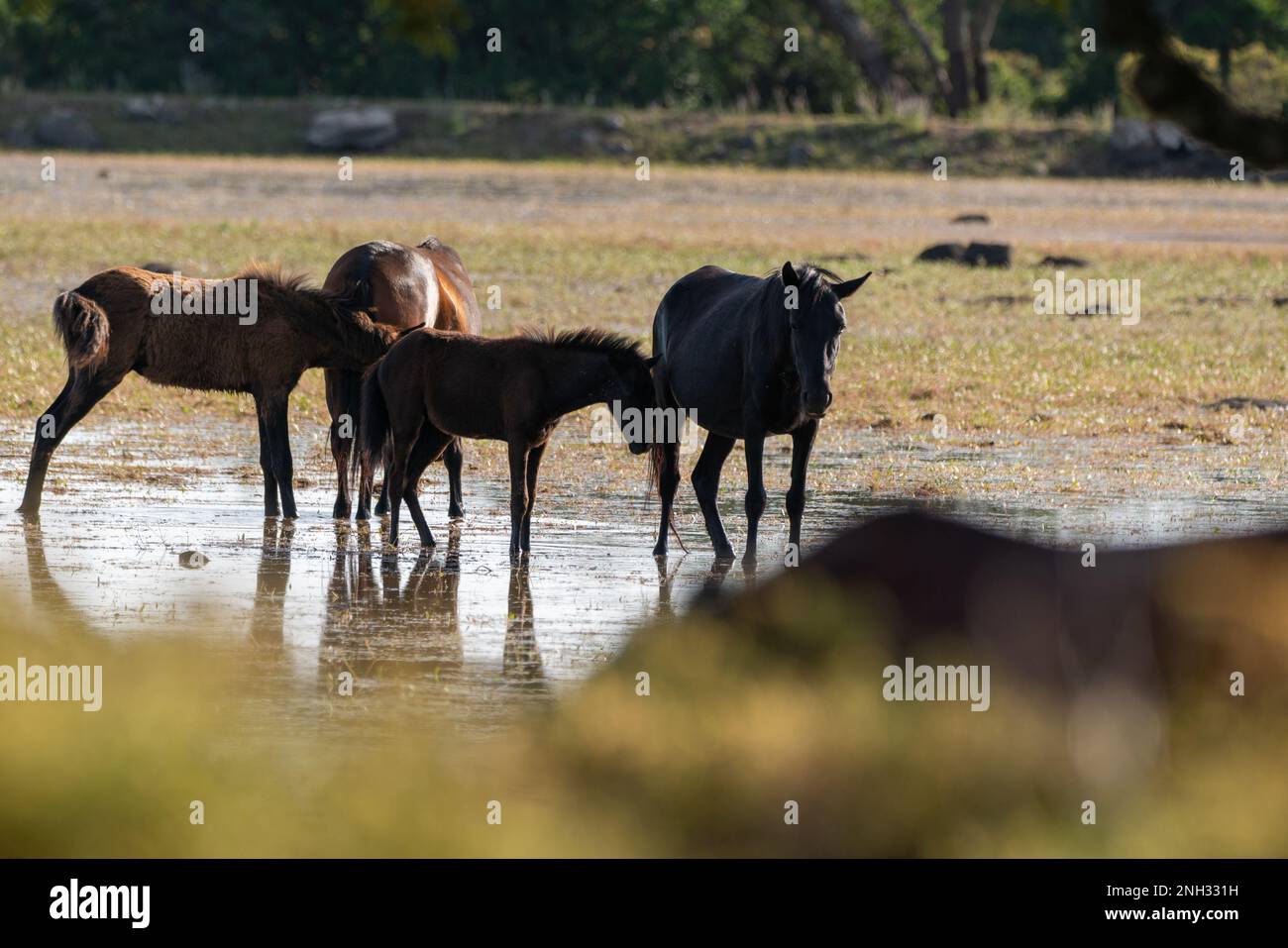 Giara park hi-res stock photography and images - Alamy