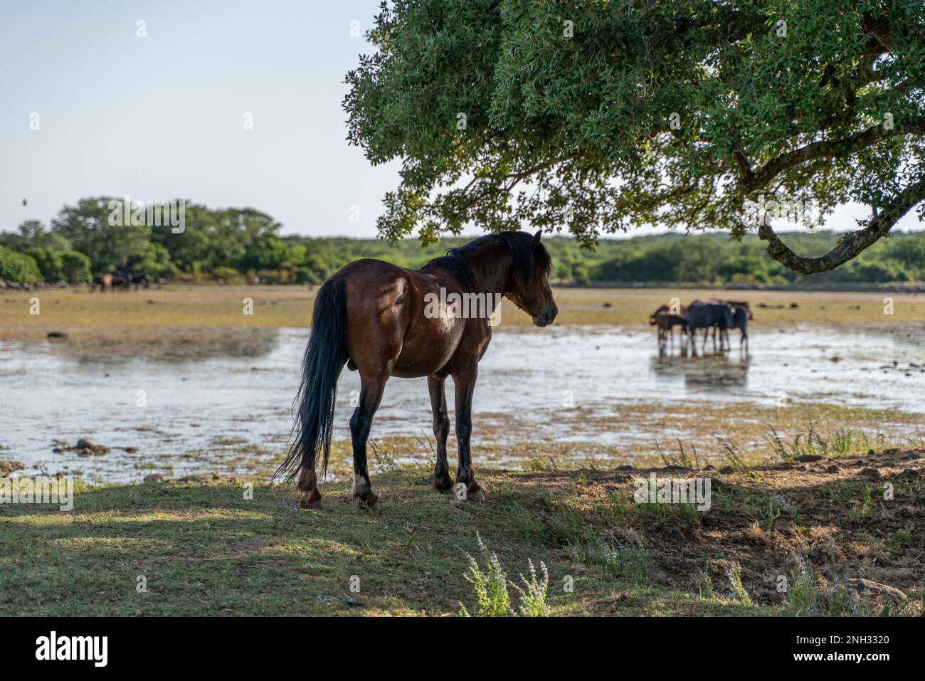 Giara park hi-res stock photography and images - Alamy