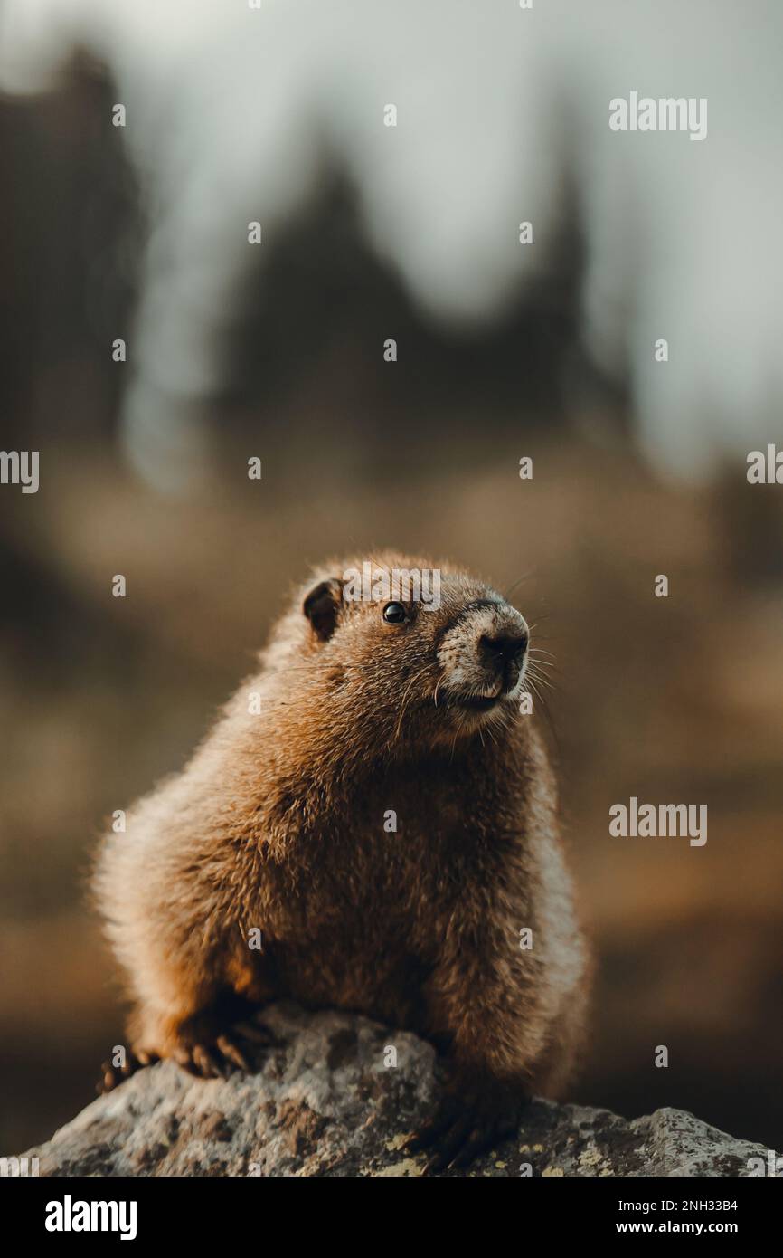 A vertical shot of a groundhog standing on a rock with blurred ...