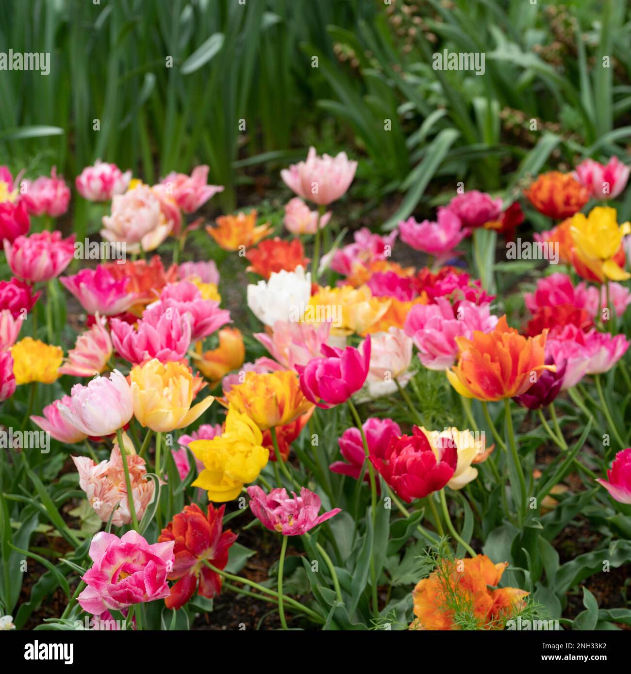 A colourful mix of hybrid triumph tulips in flower Stock Photo - Alamy