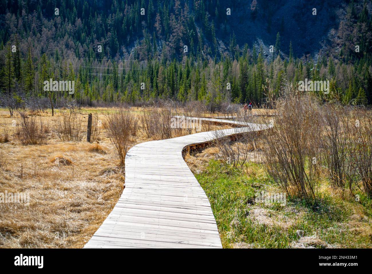 Wooden flooring through swamp surrounded hi-res stock photography and ...