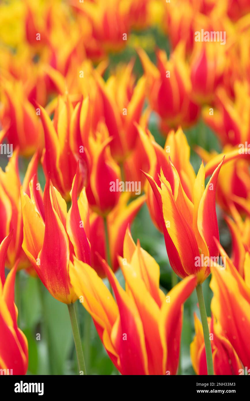 Fresh tulips of orange color in nature in spring time Stock Photo - Alamy