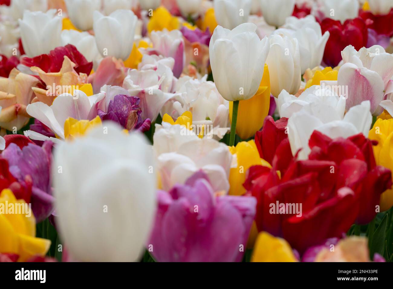 A colourful mix of hybrid triumph tulips in flower Stock Photo - Alamy