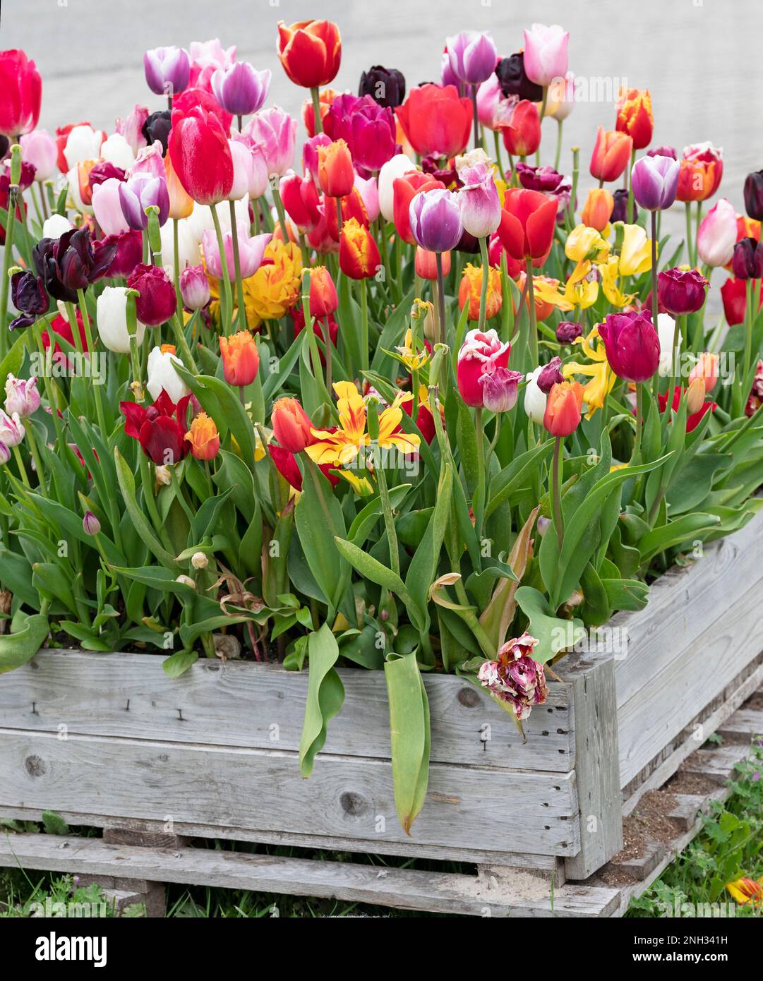 Beautiful mix colourful tulip flowers hi-res stock photography and ...