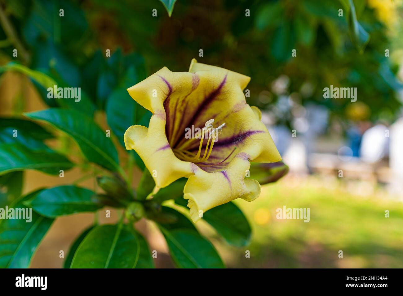 Solandra maxima flower Stock Photo - Alamy