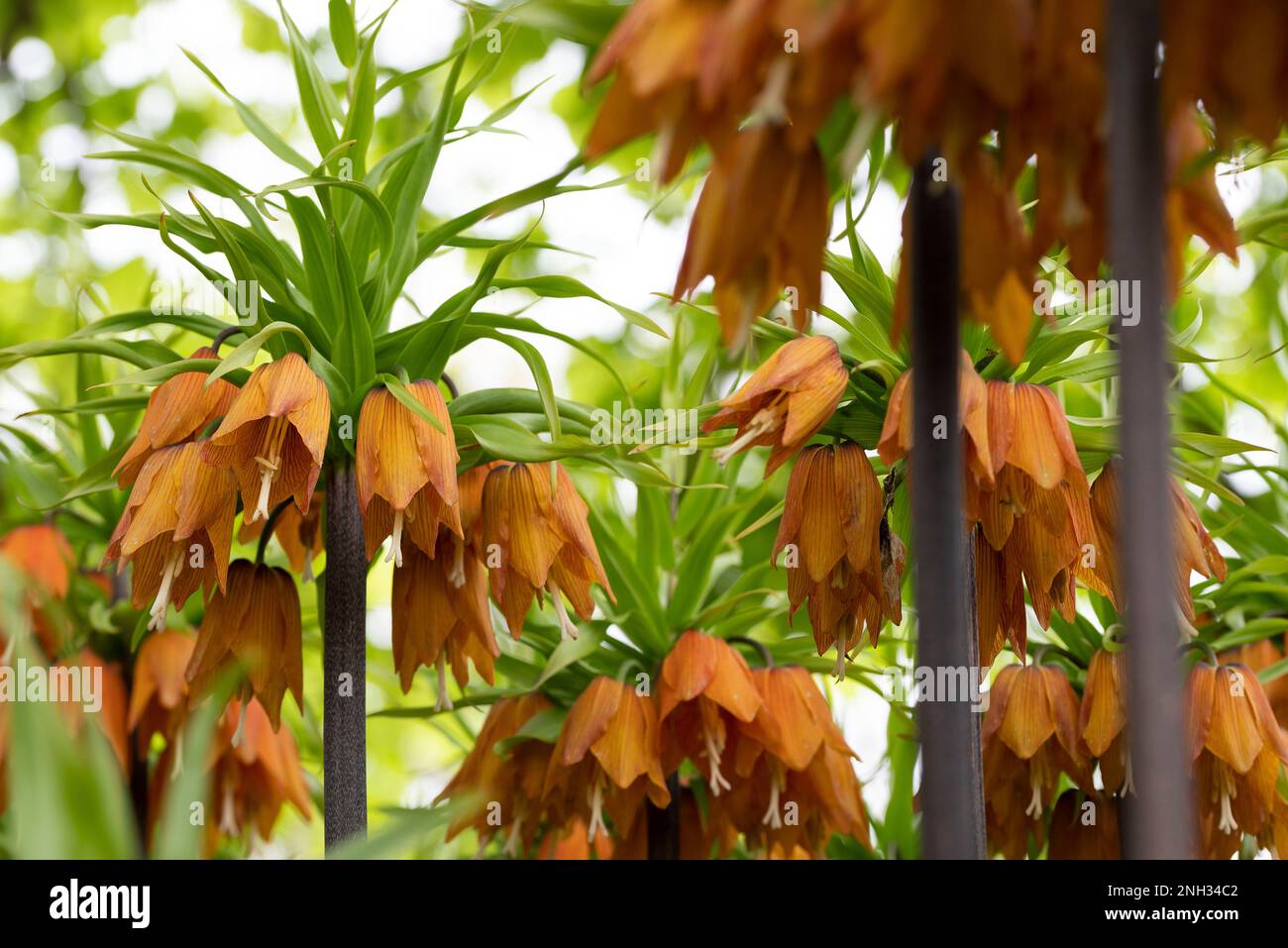 Orange Crown Imperial Lily, latin name Frittilaria imperialis Stock ...