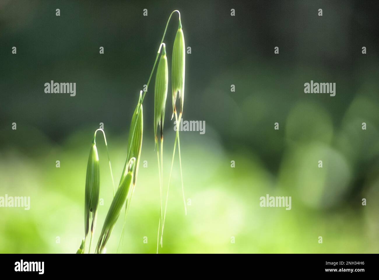 Grasses - gramineous. Background Stock Photo - Alamy