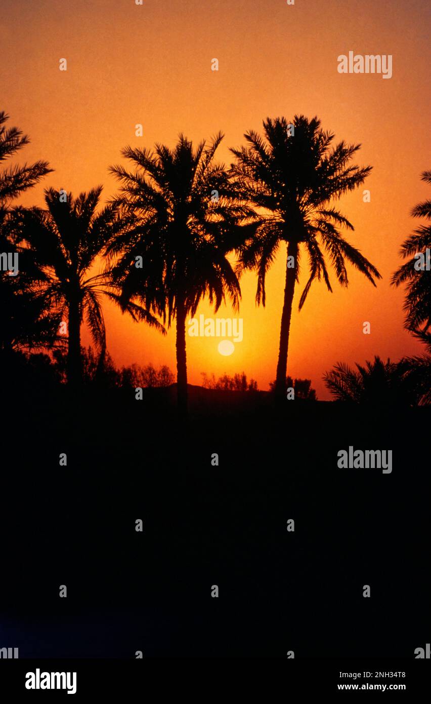 Sunset Through Palm Trees Saudi Arabia Stock Photo - Alamy