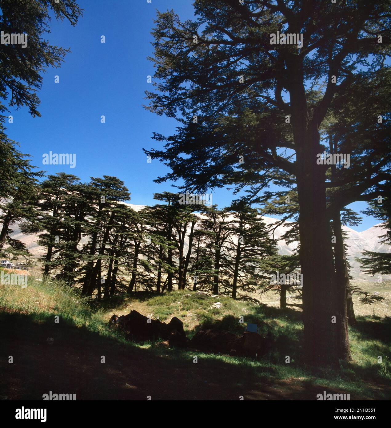 Becharee North Lebanon Le Foret De Dieu The Cedars of God (Horsh Arz el ...