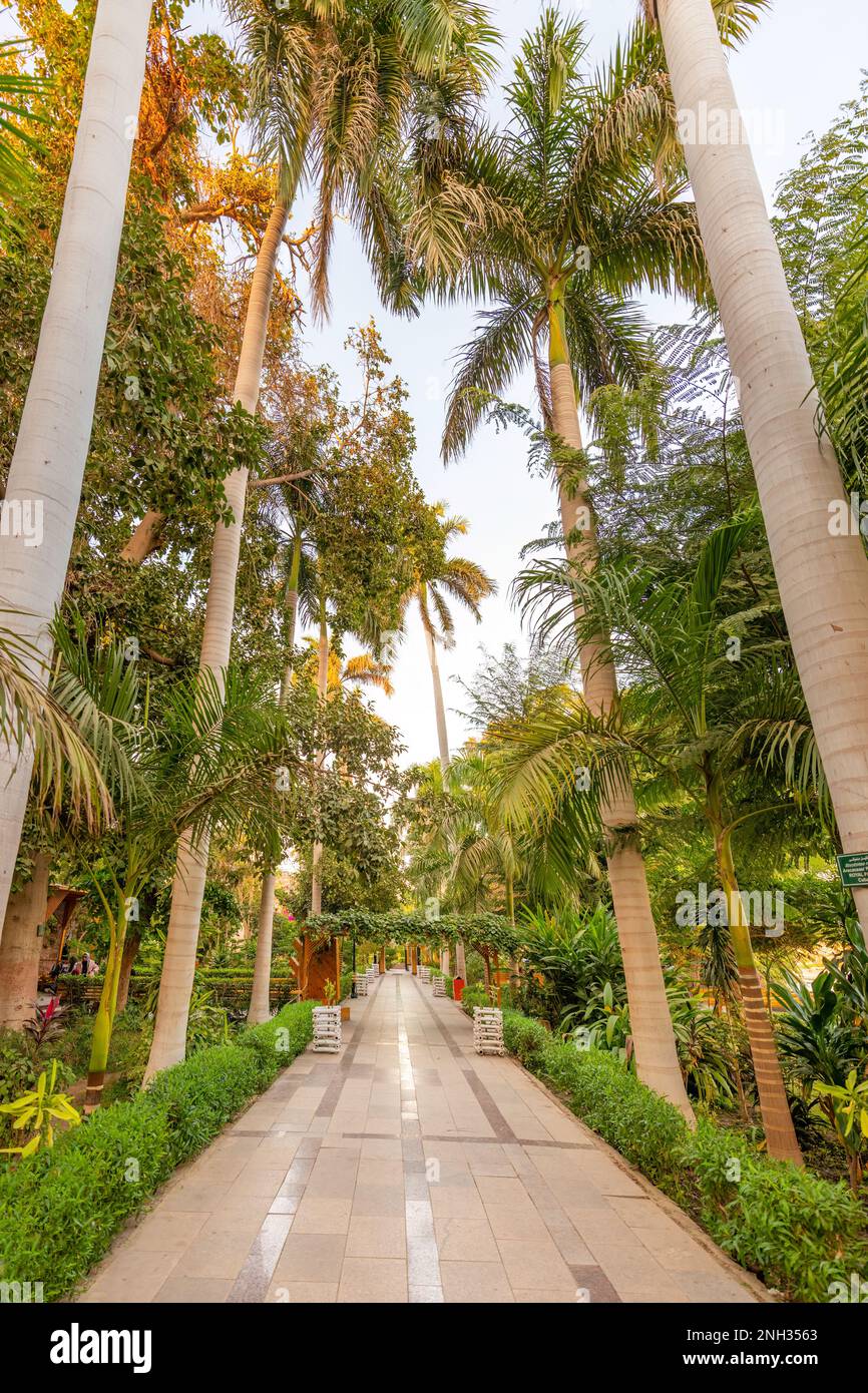 Aswan botanical garden hi-res stock photography and images - Alamy