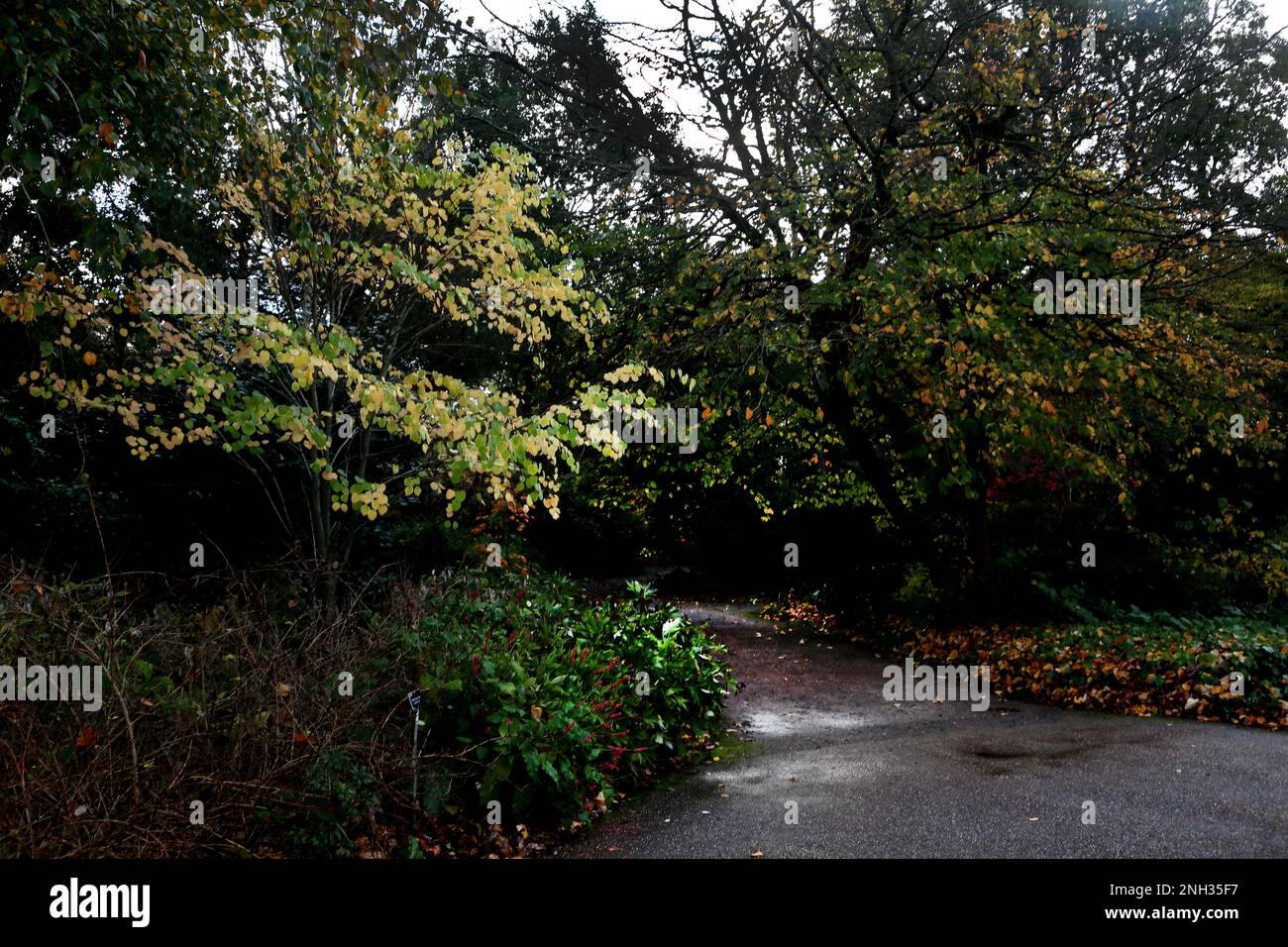 Pathway Through Trees at Wisley RHS Gardens Surrey England Stock Photo ...