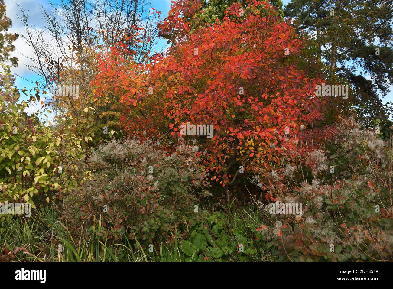 Autumn Colours At Wisley RHS Gardens Surrey England Stock Photo - Alamy