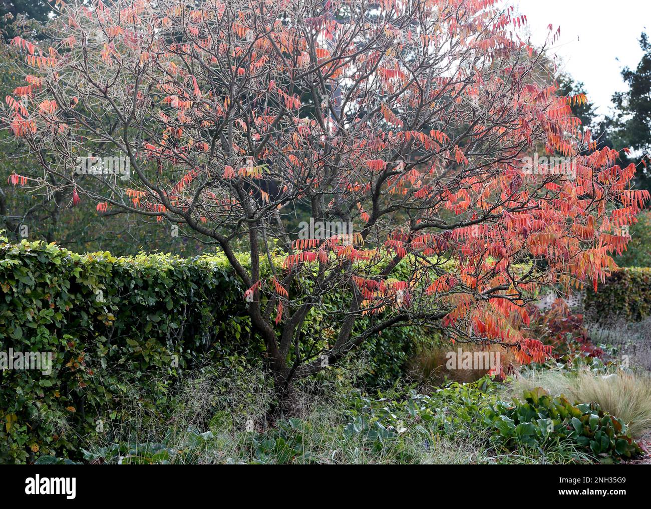 Garden red colours hi-res stock photography and images - Alamy
