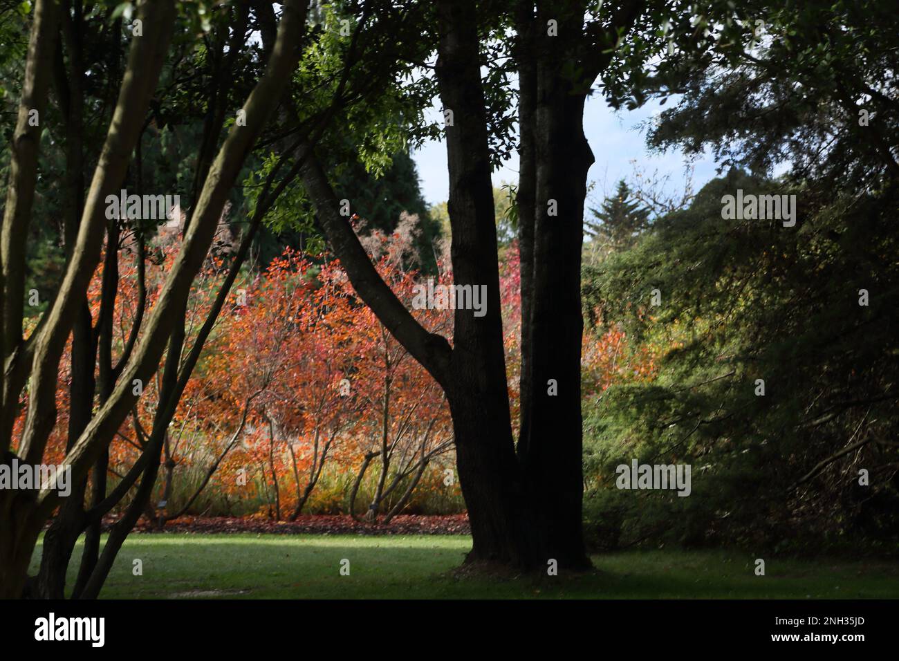 Autumn Colours At Wisley RHS Gardens Surrey England Stock Photo - Alamy