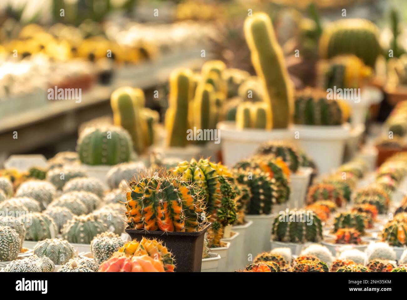 Decorative various little cactus plants with warm sunshine rim light on ...