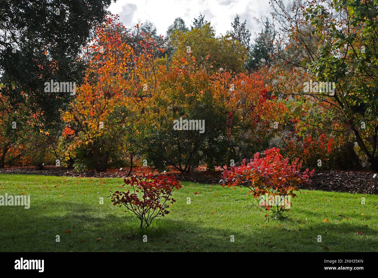 Autumn Colours At Wisley RHS Gardens Surrey England Stock Photo - Alamy