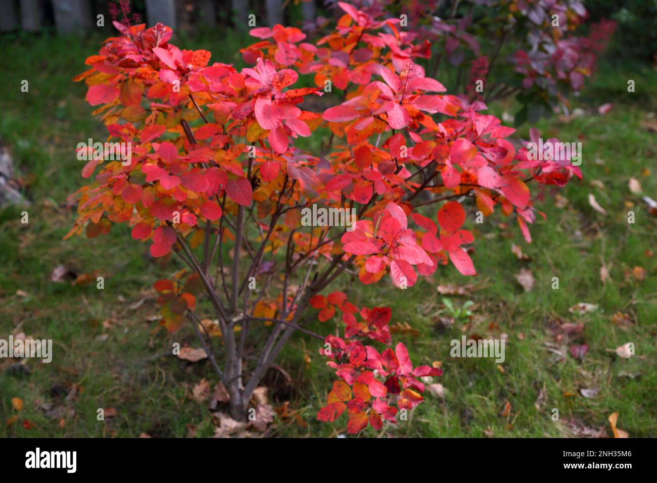 Autumn Colours At Wisley RHS Gardens Surrey England Stock Photo - Alamy