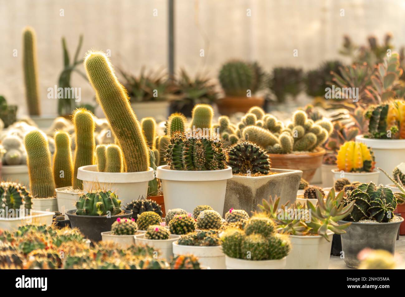 Decorative various little cactus plants with warm sunshine rim light on ...