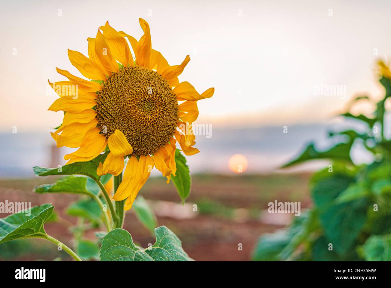 Sunflower head at sunset hi-res stock photography and images - Alamy