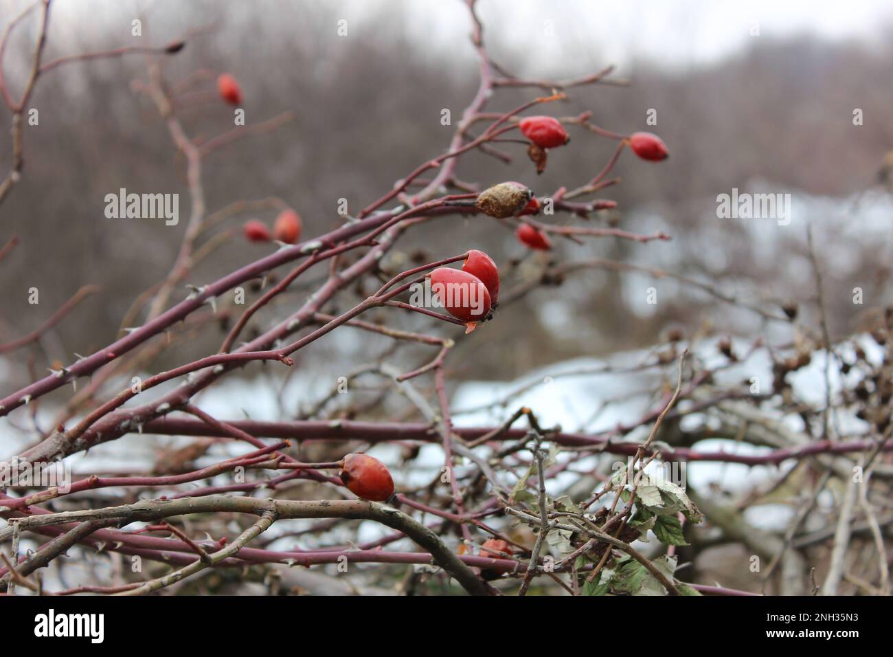 Wilderness fruits wallpaper hi-res stock photography and images - Alamy