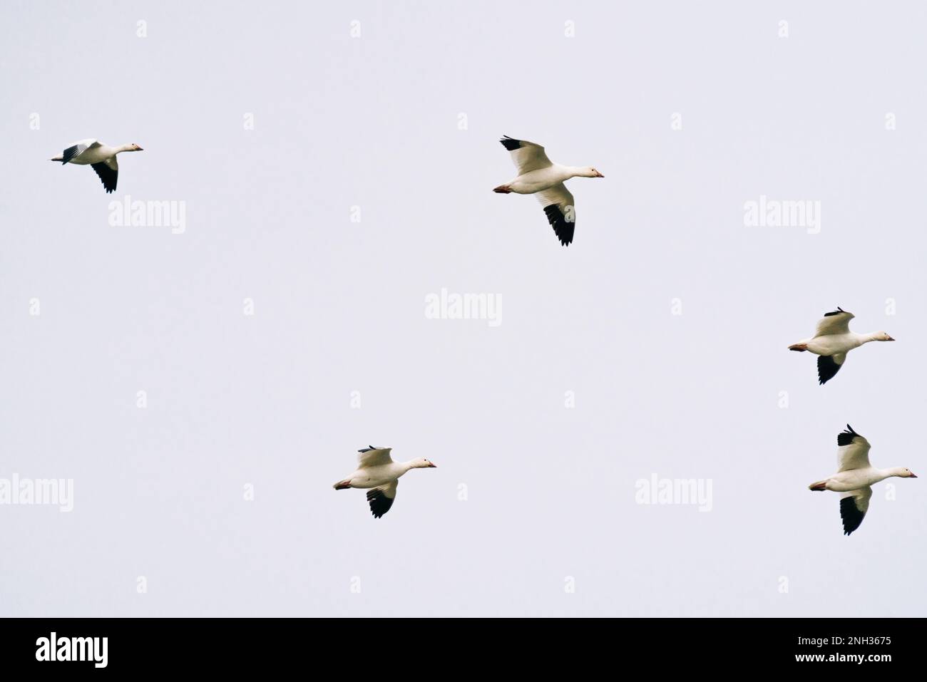 View from below of five snow geese flying over the Skagit Valley in ...
