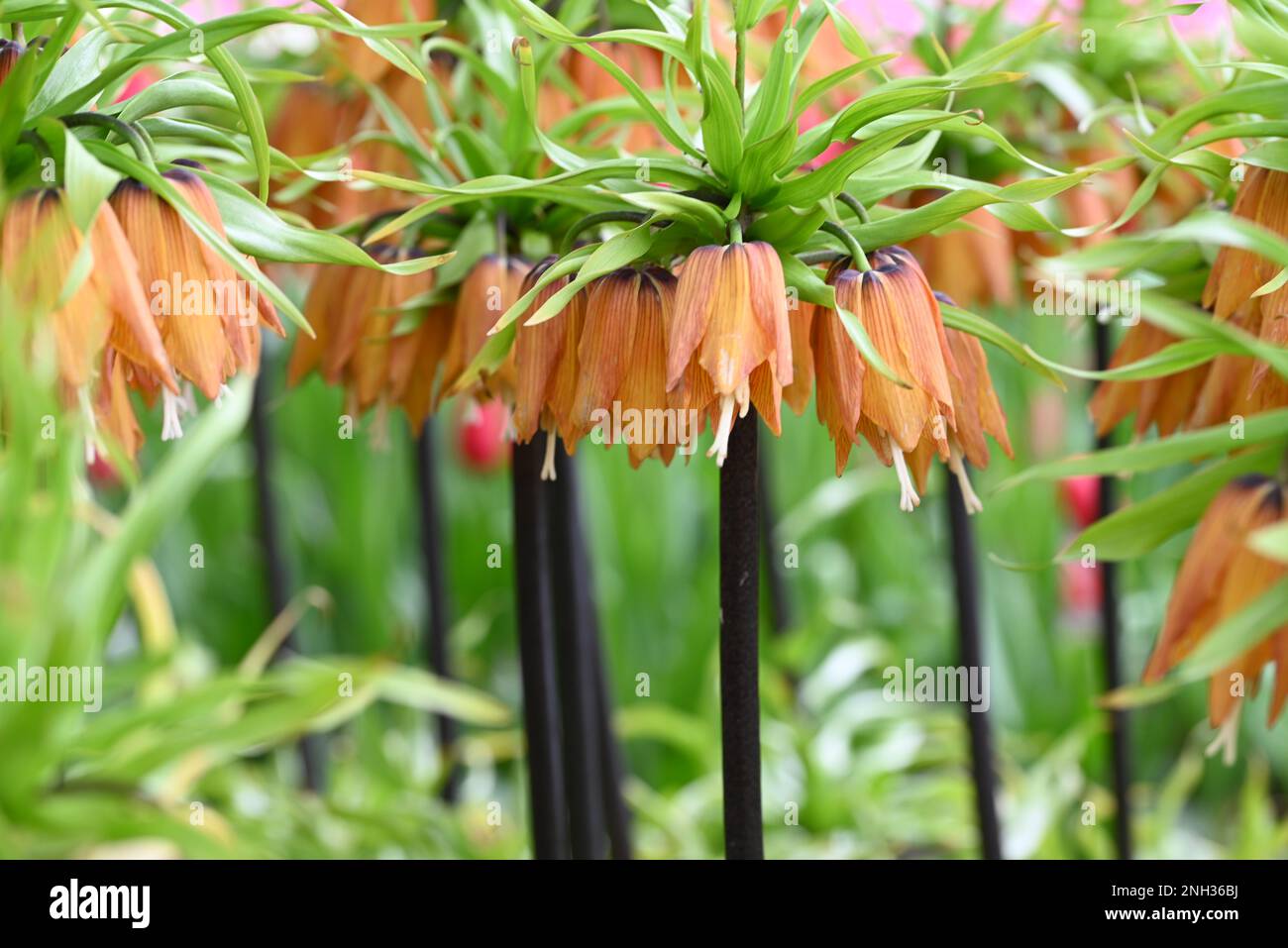 Orange Crown Imperial Lily, latin name Frittilaria imperialis Stock ...