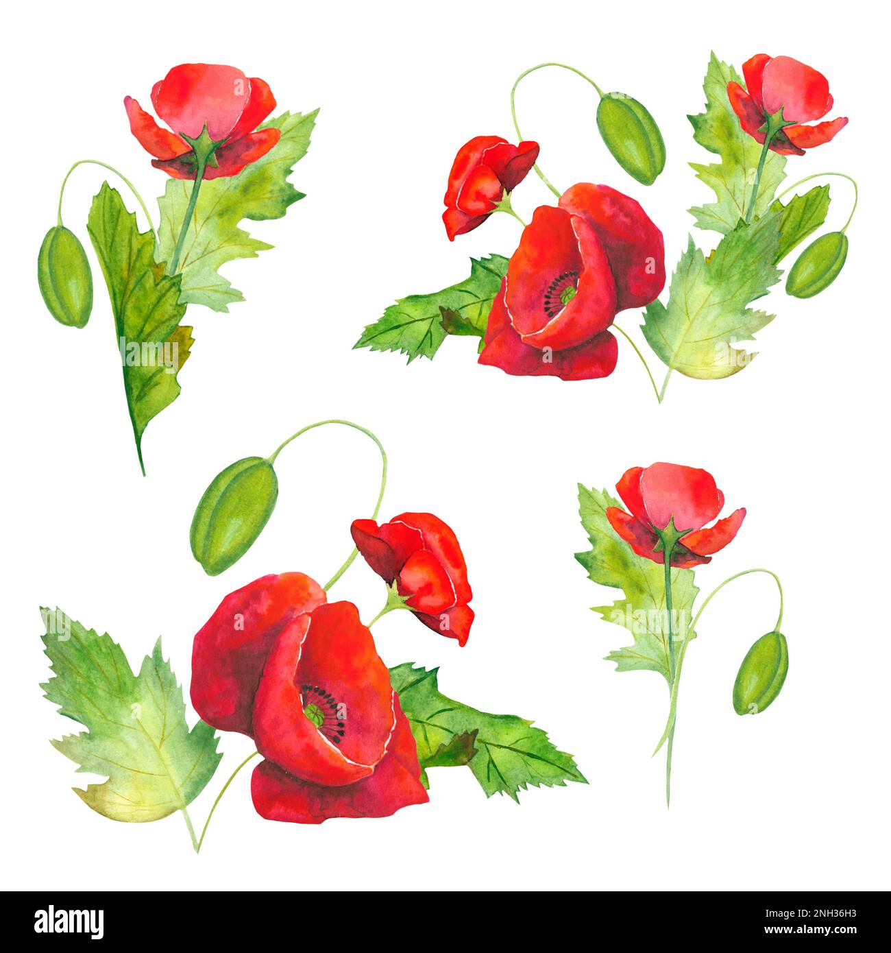 Watercolor set of clipart poppies leaves, seeds, flower core, buds on a ...
