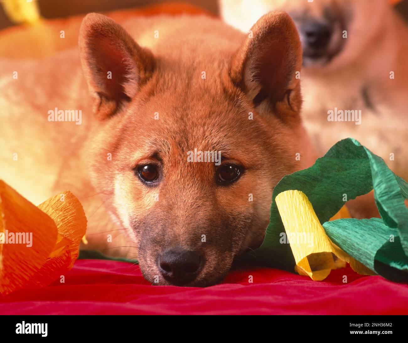 Shiba puppy all pooped out from partying Stock Photo - Alamy