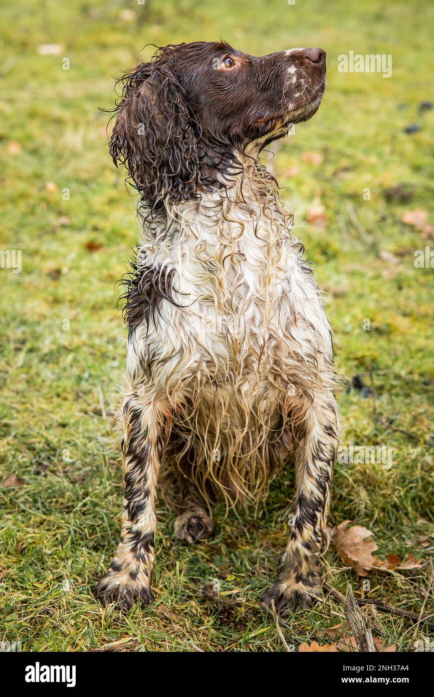 Pheasant shooting uk beating hi-res stock photography and images - Alamy