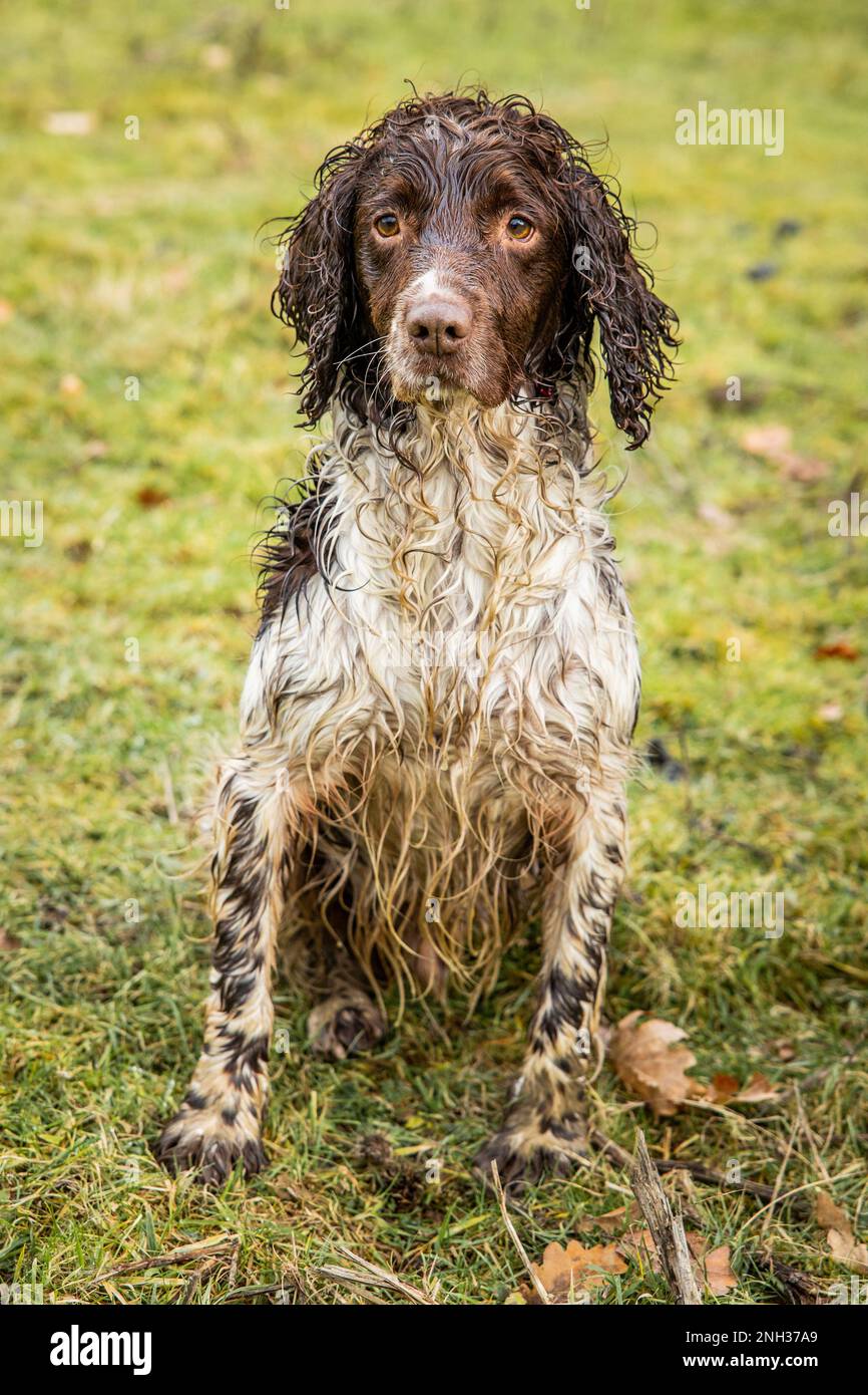 Pheasant shooting uk beating hi-res stock photography and images - Alamy