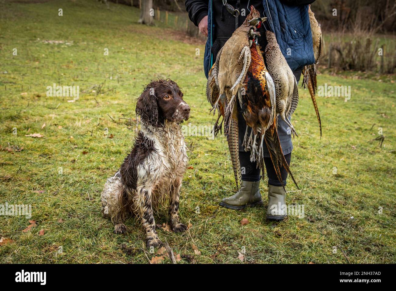 Pheasant Shooting, UK Stock Photo - Alamy