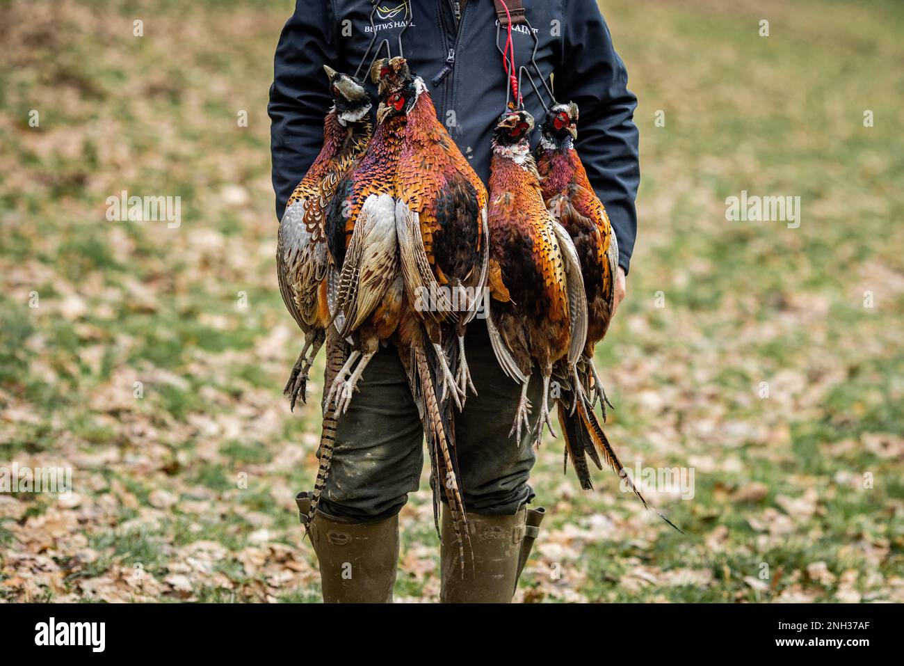 Pheasant Shooting, UK Stock Photo - Alamy