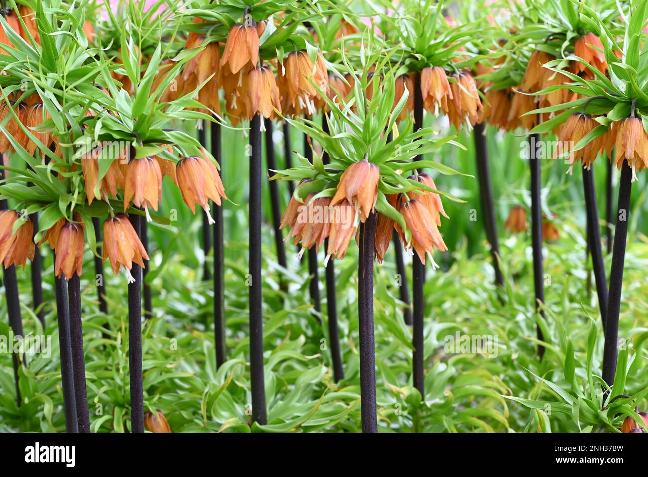 Orange Crown Imperial Lily, latin name Frittilaria imperialis Stock ...