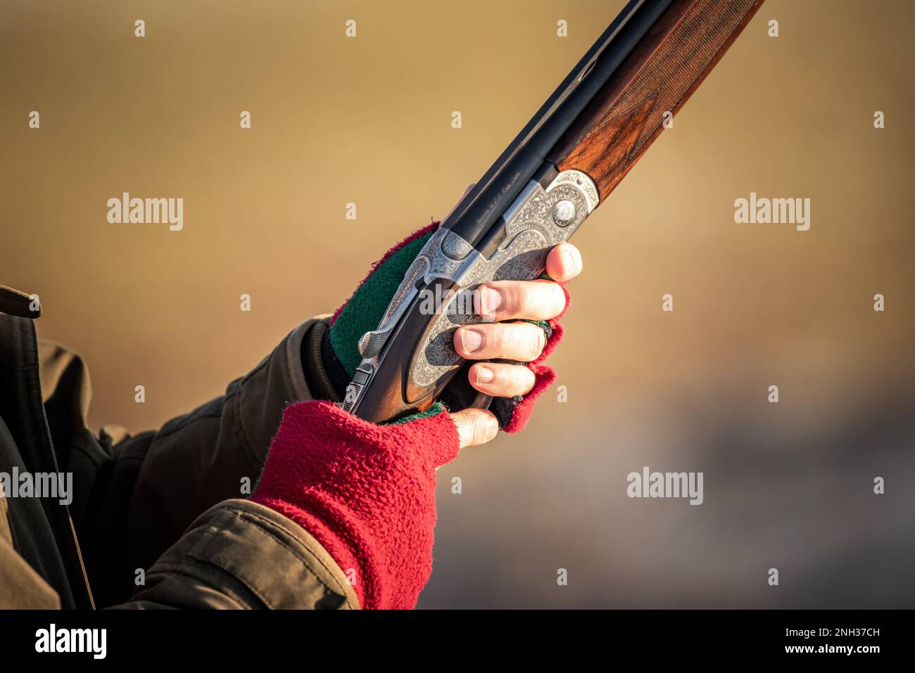Pheasant Shooting, UK Stock Photo - Alamy