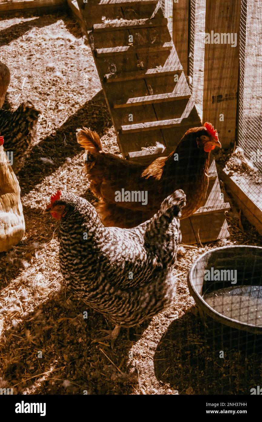 Chickens in a coop on a bright sunny day. The image was captured on ...
