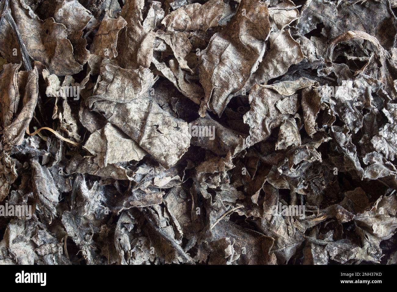 Top view of a close-up of dry leaves rotten by the passage of time and ...