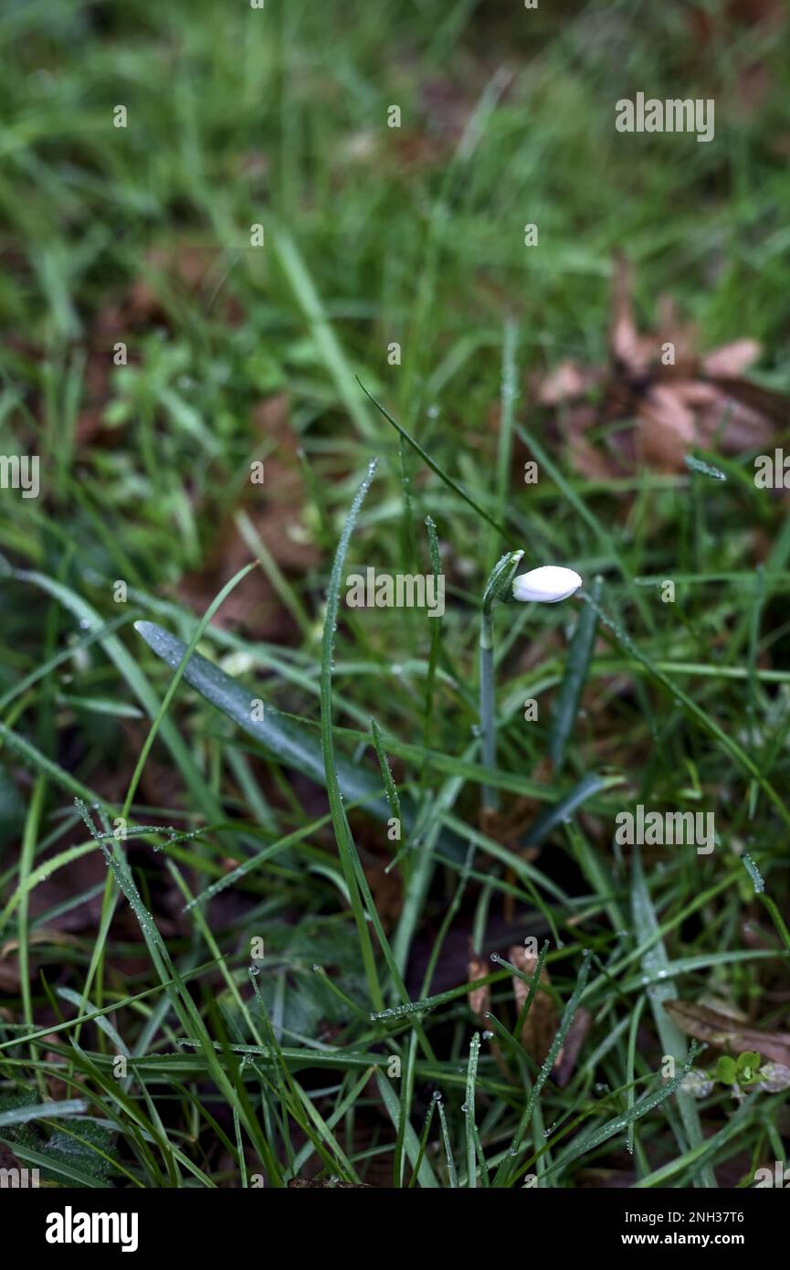 Spring snowflakes with grass and foliage seen up close Stock Photo - Alamy