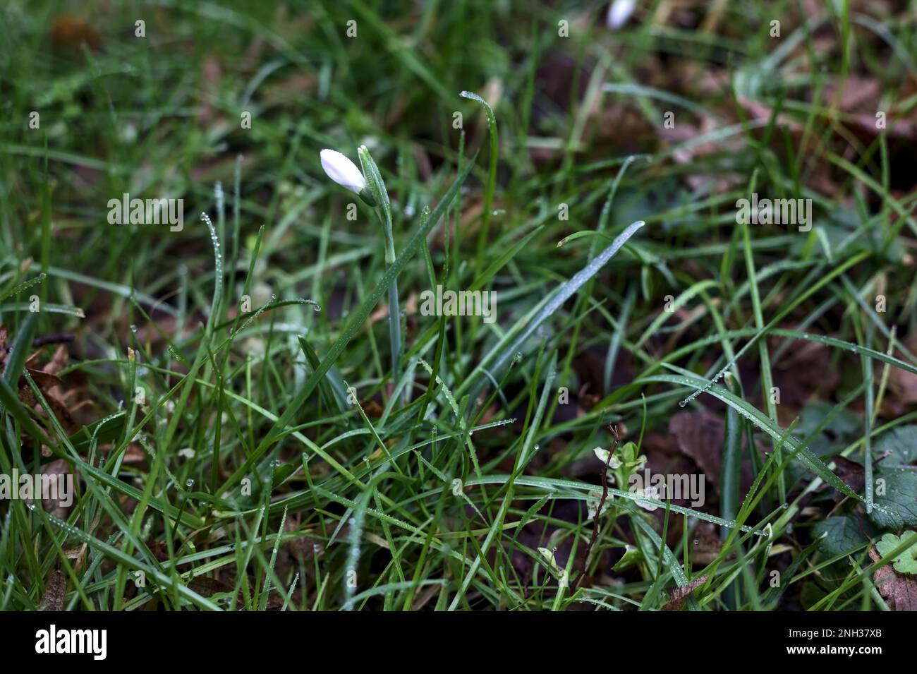 Spring snowflakes with grass and foliage seen up close Stock Photo - Alamy