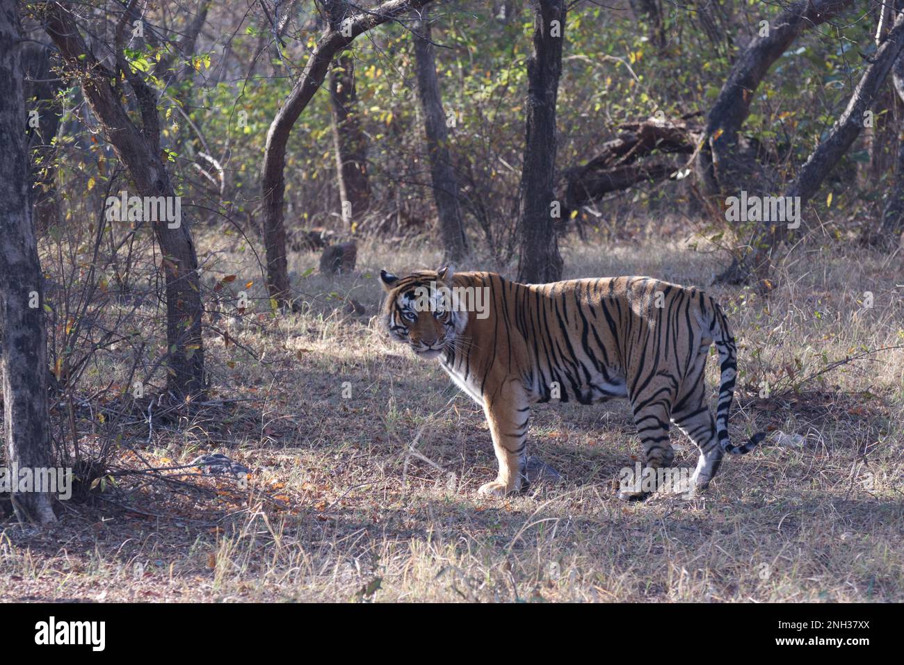A wild male highly endangered Royal Bengal Tiger standing in the ...